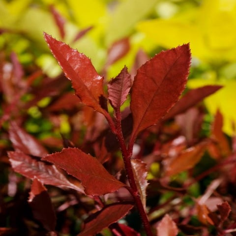 Glansmispel (Photinia fraseri 'Chico')