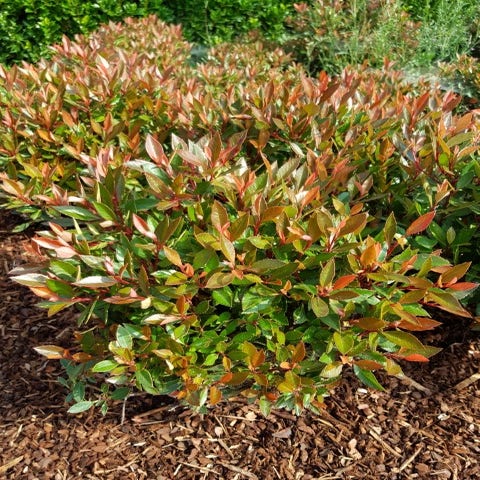 Glansmispel (Photinia fraseri 'Chico')