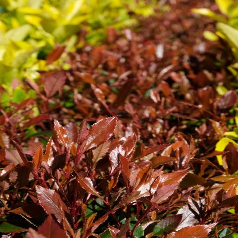 Glansmispel (Photinia fraseri 'Chico')