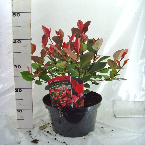 Glansmispel (Photinia fraseri 'Little Red Robin')