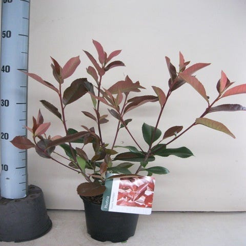 Photinia Red Robin kopen? Glansmispel met groeigarantie!