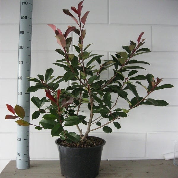 Photinia Red Robin kopen? Glansmispel met groeigarantie!