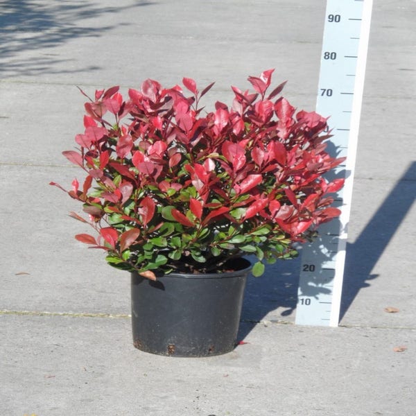 Glansmispel (Photinia fraseri 'Little Red Robin')