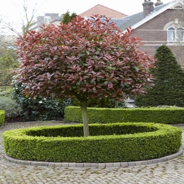 Glansmispel als boom (Photinia fraseri 'Red Robin')