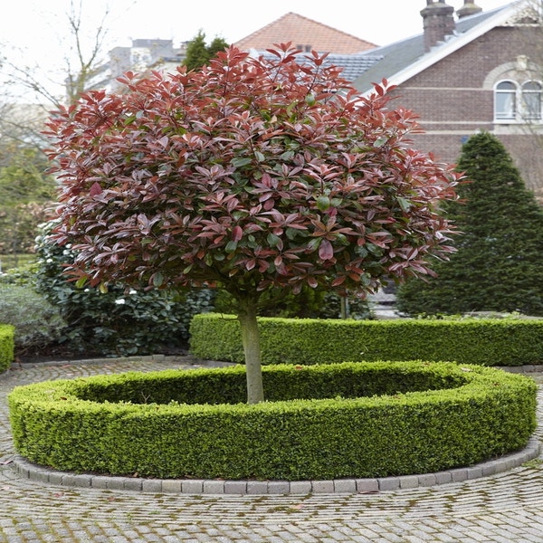 Glansmispel als boom (Photinia fraseri 'Red Robin')