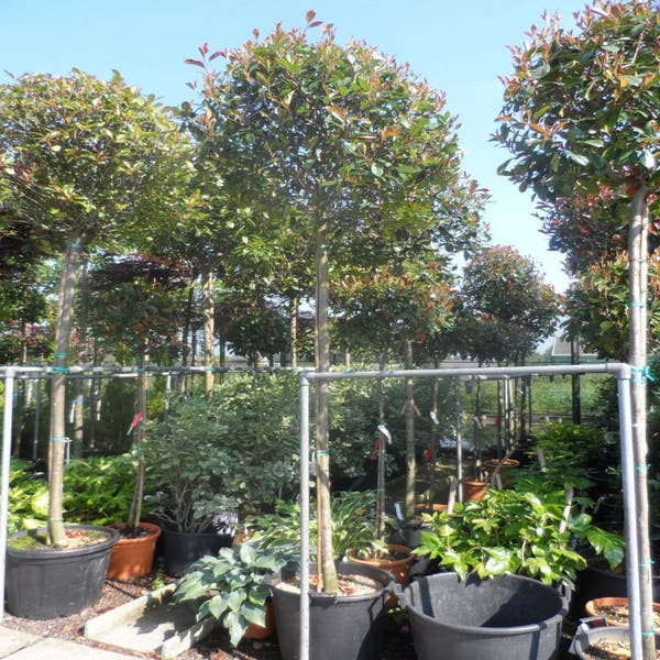 Glansmispel als boom (Photinia fraseri 'Red Robin')