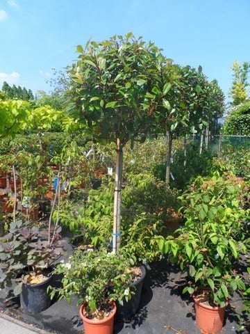 Glansmispel op stam (Photinia fraseri 'Red Robin' ) | Directplant