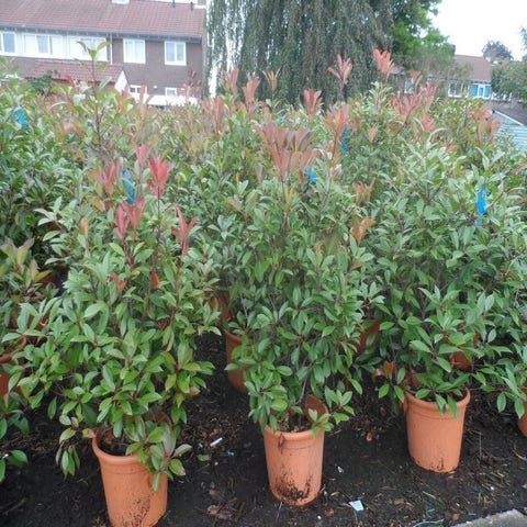 Photinia Red Robin kopen? Glansmispel met groeigarantie!