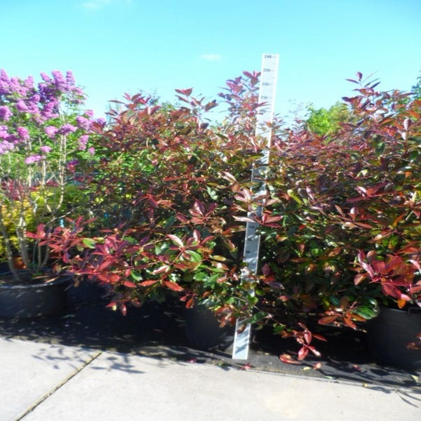 Glansmispel (Photinia fraseri 'Red Robin') | Directplant