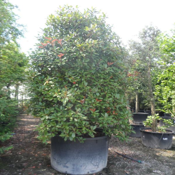 Photinia Red Robin kopen? Glansmispel met groeigarantie!