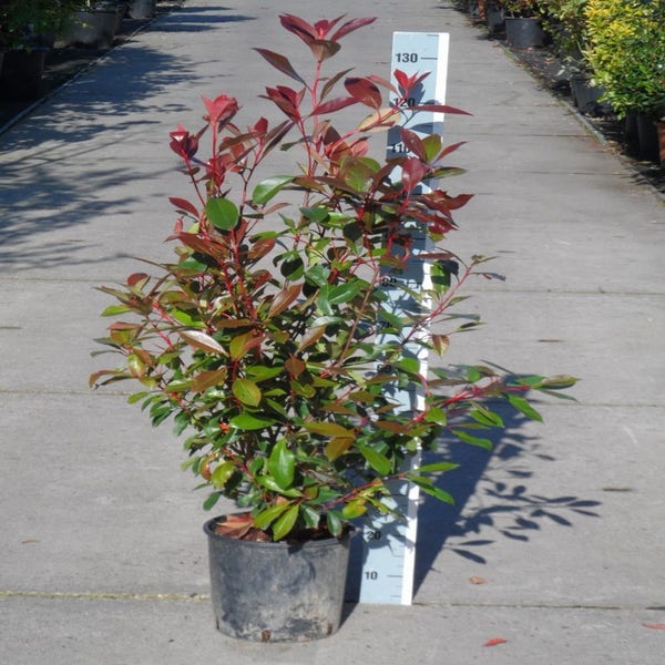 Photinia Red Robin kopen? Glansmispel met groeigarantie!