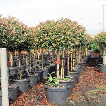 Glansmispel op stam (Photinia fraseri 'Red Robin')