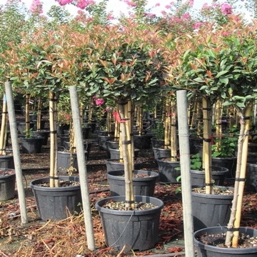 Glansmispel op stam (Photinia fraseri 'Red Robin')
