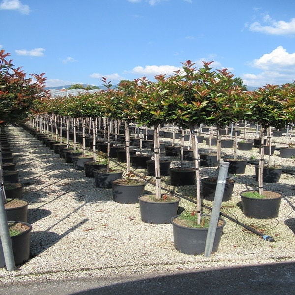 Glansmispel op stam (Photinia fraseri 'Red Robin')