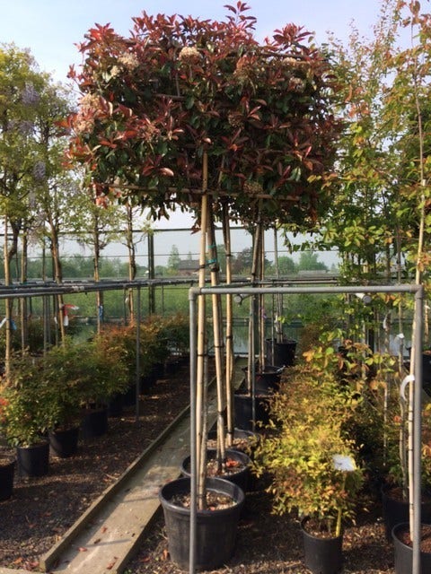 Glansmispel als leiboom (Photinia fraseri 'Red Robin') | Directplant