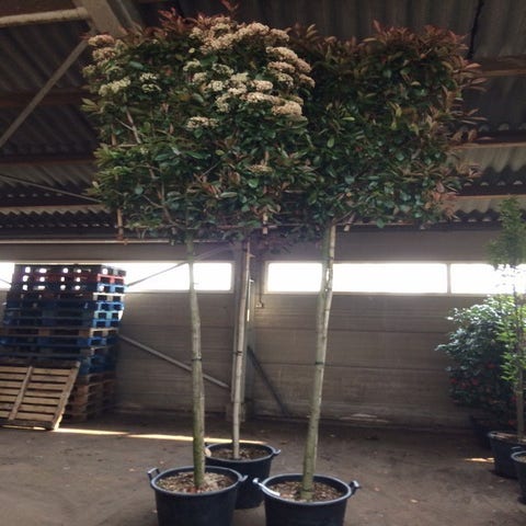 Glansmispel als leiboom (Photinia fraseri 'Red Robin')