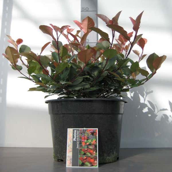 Glansmispel (Photinia fraseri 'Little Red Robin')