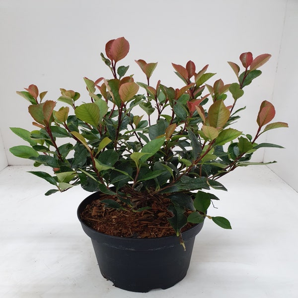 Glansmispel (Photinia fraseri 'Little Red Robin')