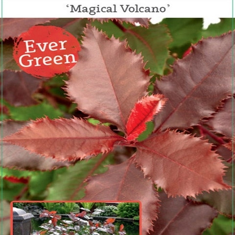 Glansmispel (Photinia 'Magical Volcano')