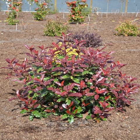 Glansmispel (Photinia 'Magical Volcano')