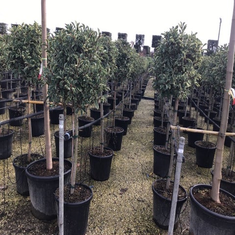 Glansmispel op stam (Photinia fraseri 'Pink Marble')