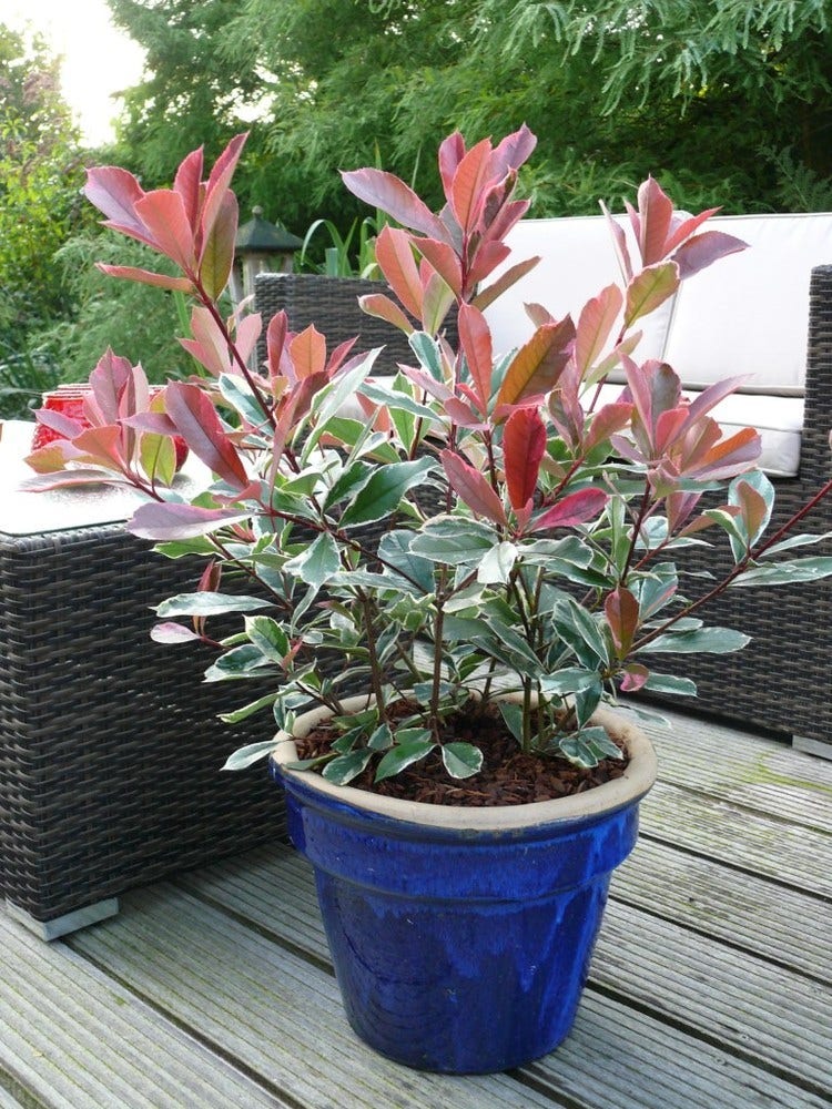 Glansmispel (Photinia Pink Marble) | Directplant