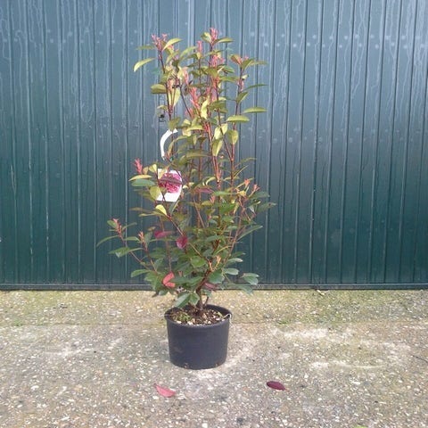 Photinia Red Robin kopen? Glansmispel met groeigarantie!