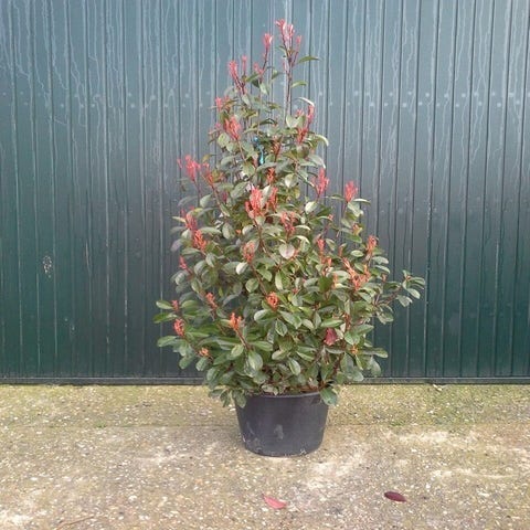 Photinia Red Robin kopen? Glansmispel met groeigarantie!