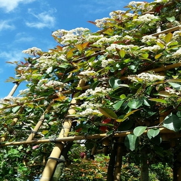 Glansmispel als leiboom (Photinia fraseri 'Red Robin')
