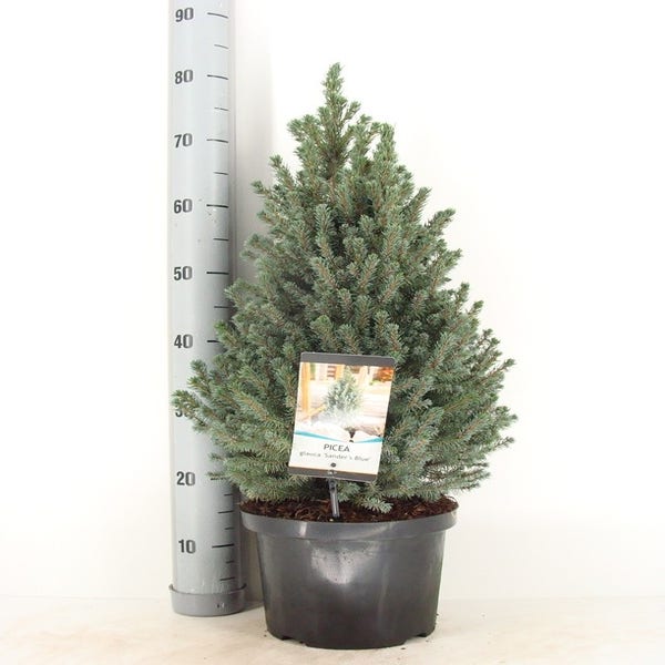 Blauwe Alberta spar (Picea glauca Sander's Blue)
