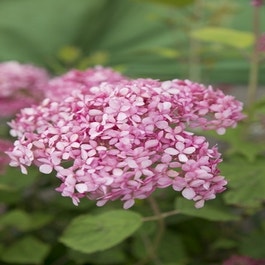 hydrangea annabelle pink