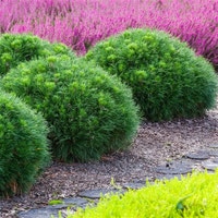 Dwerg Bergden (Pinus mugo 'Varella')