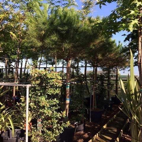 Parasolden op stam (Pinus pinea)