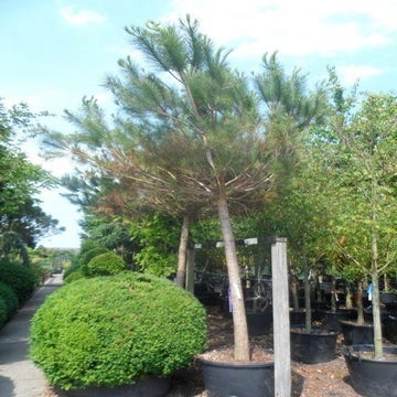 Parasolden op stam (Pinus pinea)