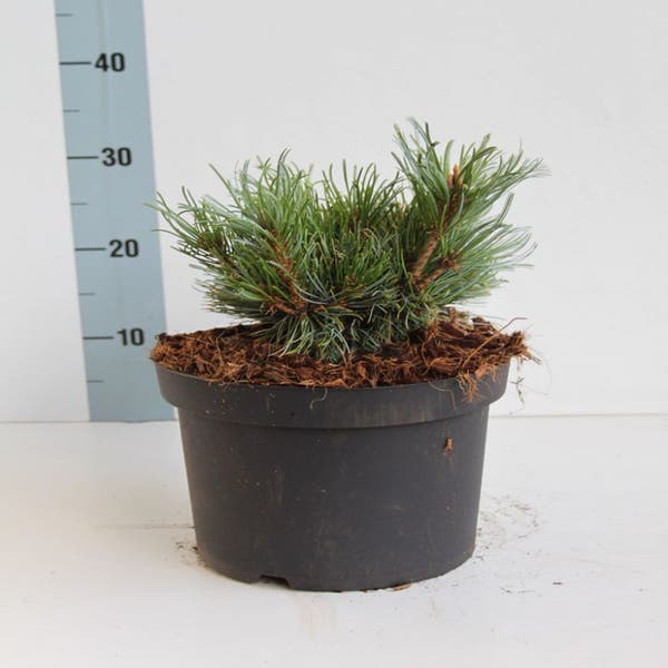 Pinus (Pinus pumila 'Glauca')