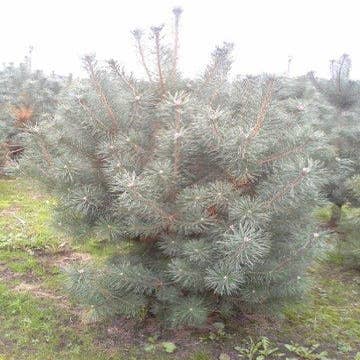 Grove Den, Solitair (Pinus sylvestris) | Directplant