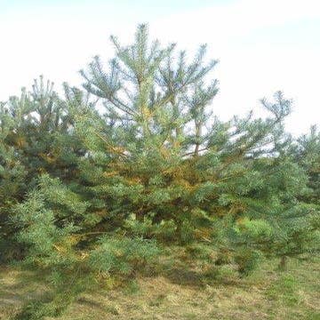 Grove Den, Solitair (Pinus sylvestris) | Directplant