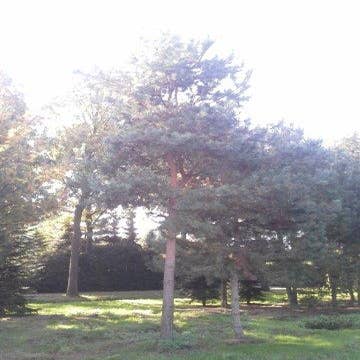 Grove Den (Pinus sylvestris)