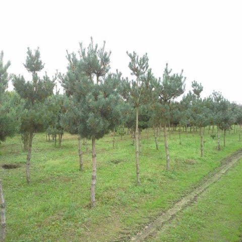 Grove Den (Pinus sylvestris)