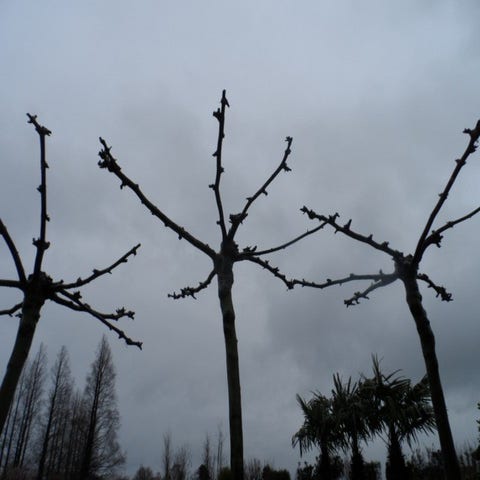 Dakplataan (Platanus hispanica ) | Directplant