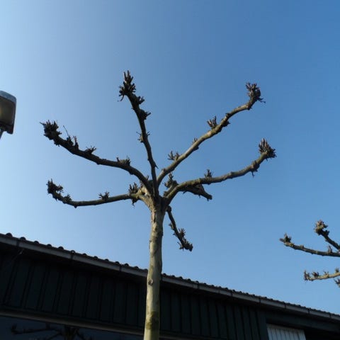 Dakplataan (Platanus hispanica ) | Directplant
