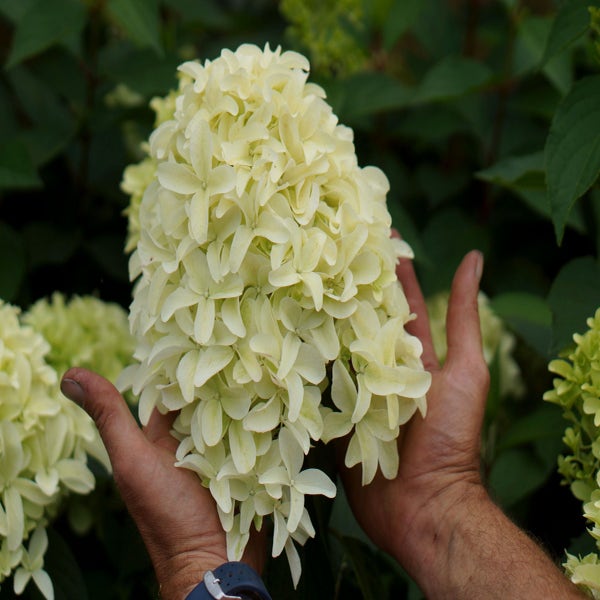 Pluimhortensia (Hydrangea paniculata 'Skyfall')