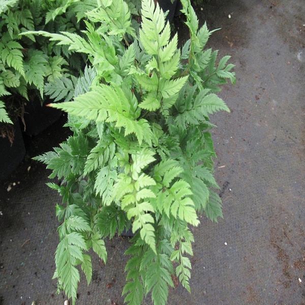 Niervaren (Polystichum rigens)