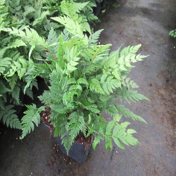Niervaren (Polystichum rigens)