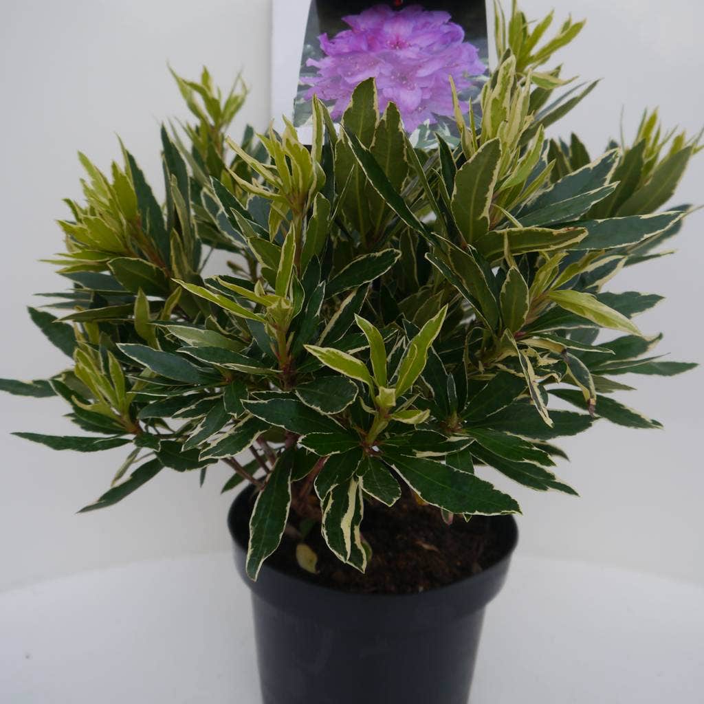 Bosrhododendron (Rhododendron ponticum 'Variegatum' ) | Directplant
