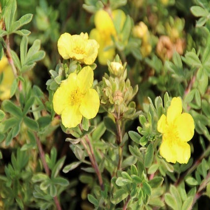 Ganzerik (Potentilla fruticosa 'Elizabeth')