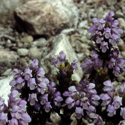 Brunella/brunel/bijenkorfje (Prunella grandiflora 'Loveliness')