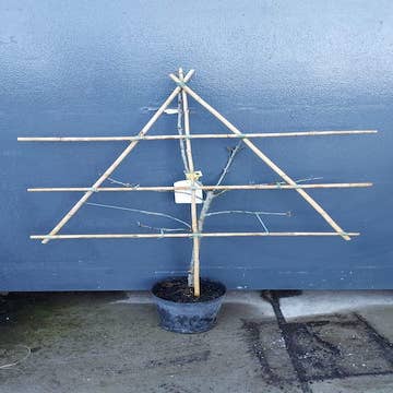 Lei-Pruim (Prunus domestica 'Anna Spath')