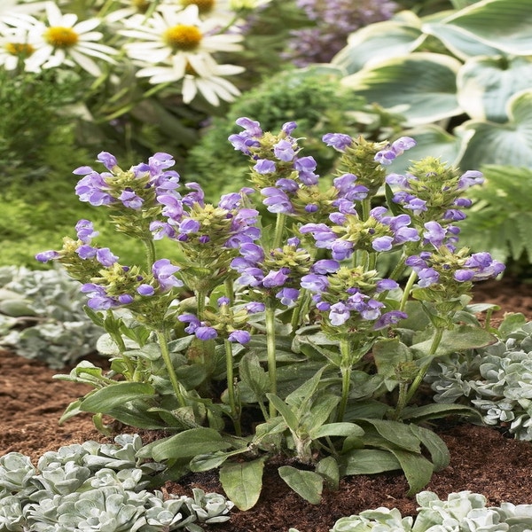 Brunella/brunel/bijenkorfje (Prunella grandiflora 'Loveliness')