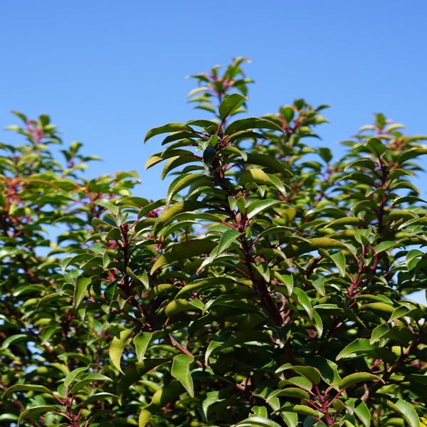 Portugese laurier (Prunus lusitanica 'Angustifolia'): 150/175cm nu ...